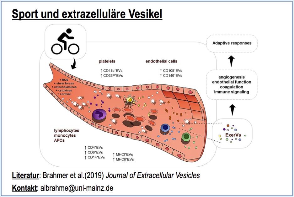 Research | Sports Medicine