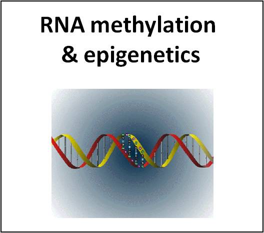 RNA methylation & epigenetics | FB 09 - Institute of Pharmaceutical and ...
