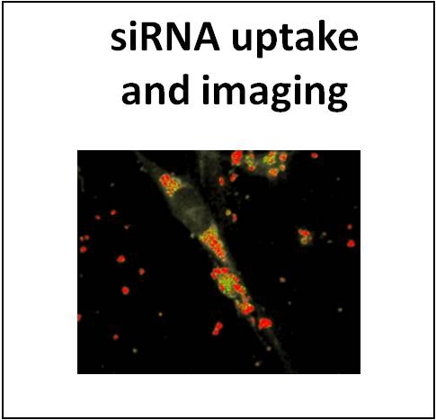siRNA uptake and imaging | FB 09 - Institute of Pharmaceutical and ...