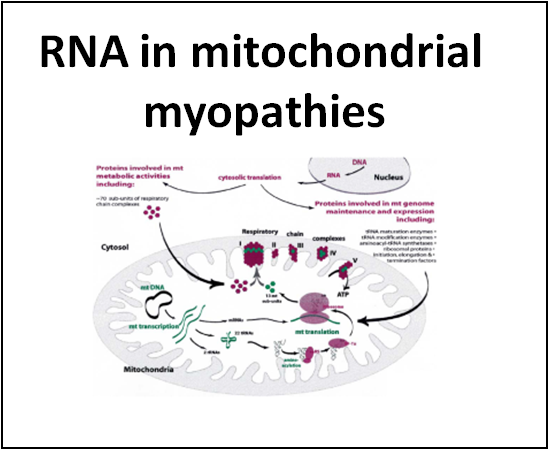 Mitochondrial Myopathy