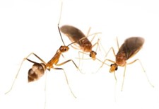Vacancies | Behavioural Ecology and Social Evolution