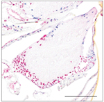 Vacancies | Behavioural Ecology and Social Evolution